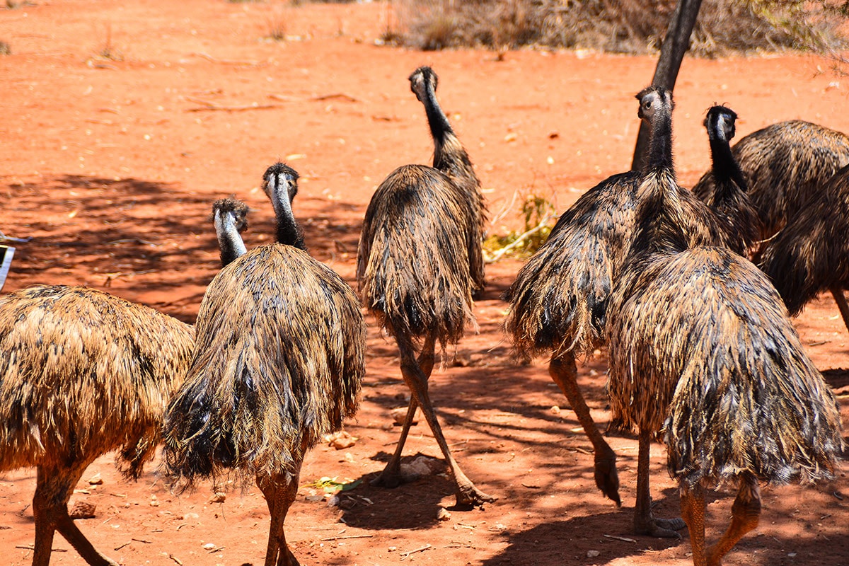 Emu Enclosure | Erldunda Roadhouse